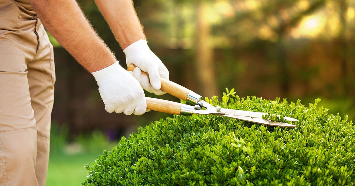 Top 5 des raisons de faire appel à un jardinier - O2