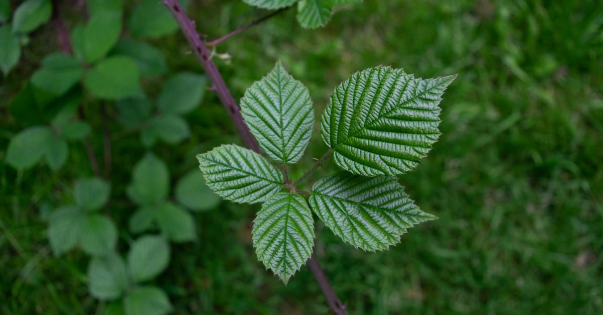 Éradiquer naturellement les ronces - O2