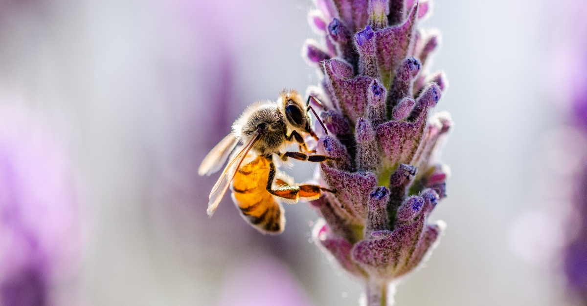 Insectes pollinisateurs : comment les attirer ? - O2